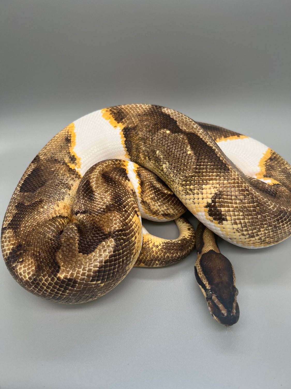 Sugar Enchi Pied Ball Python by Perfect Storm Morphs - MorphMarket