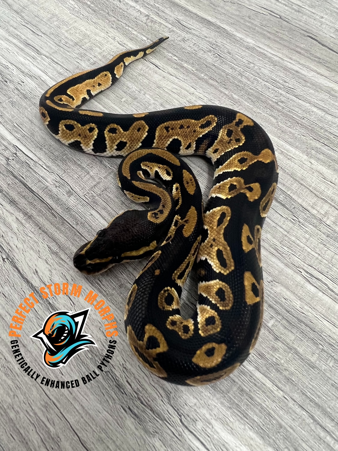 Black Head Trick Het Clown Ball Python by Perfect Storm Morphs ...