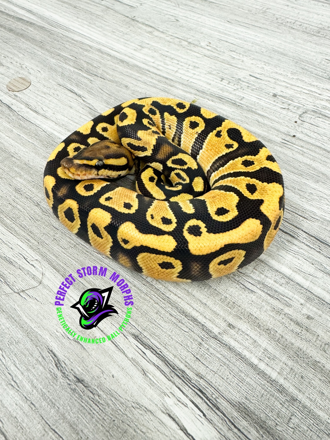 High Intensity Orange Dream Fire Het Clown Pos Het Pied Ball Python by ...