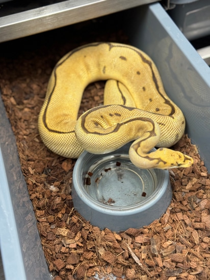 Spider Blade Hurricane Clown PH Hypo Ball Python by Perfect Storm Morphs