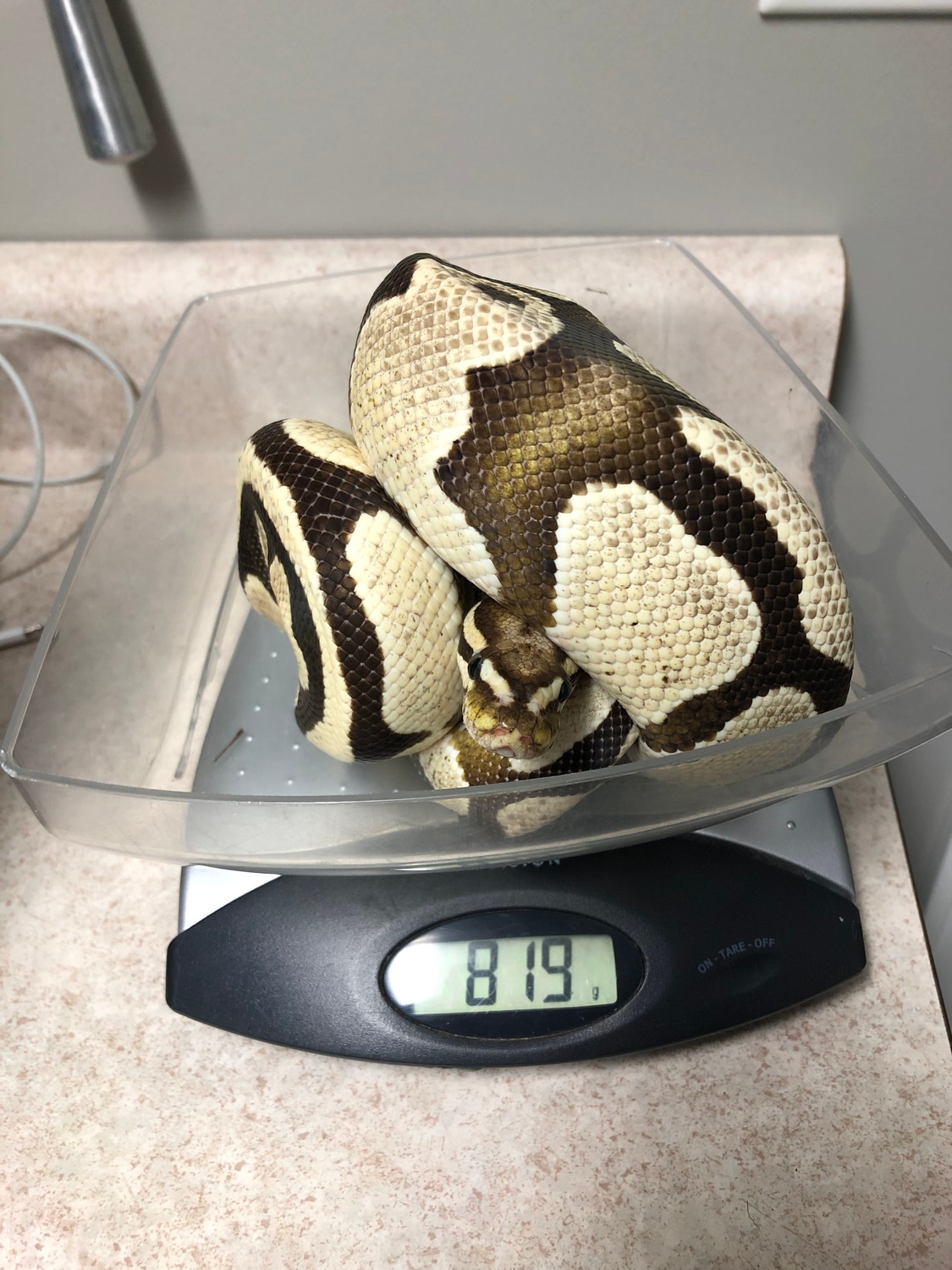 Od Fire Ball Python by Performance Pythons - MorphMarket