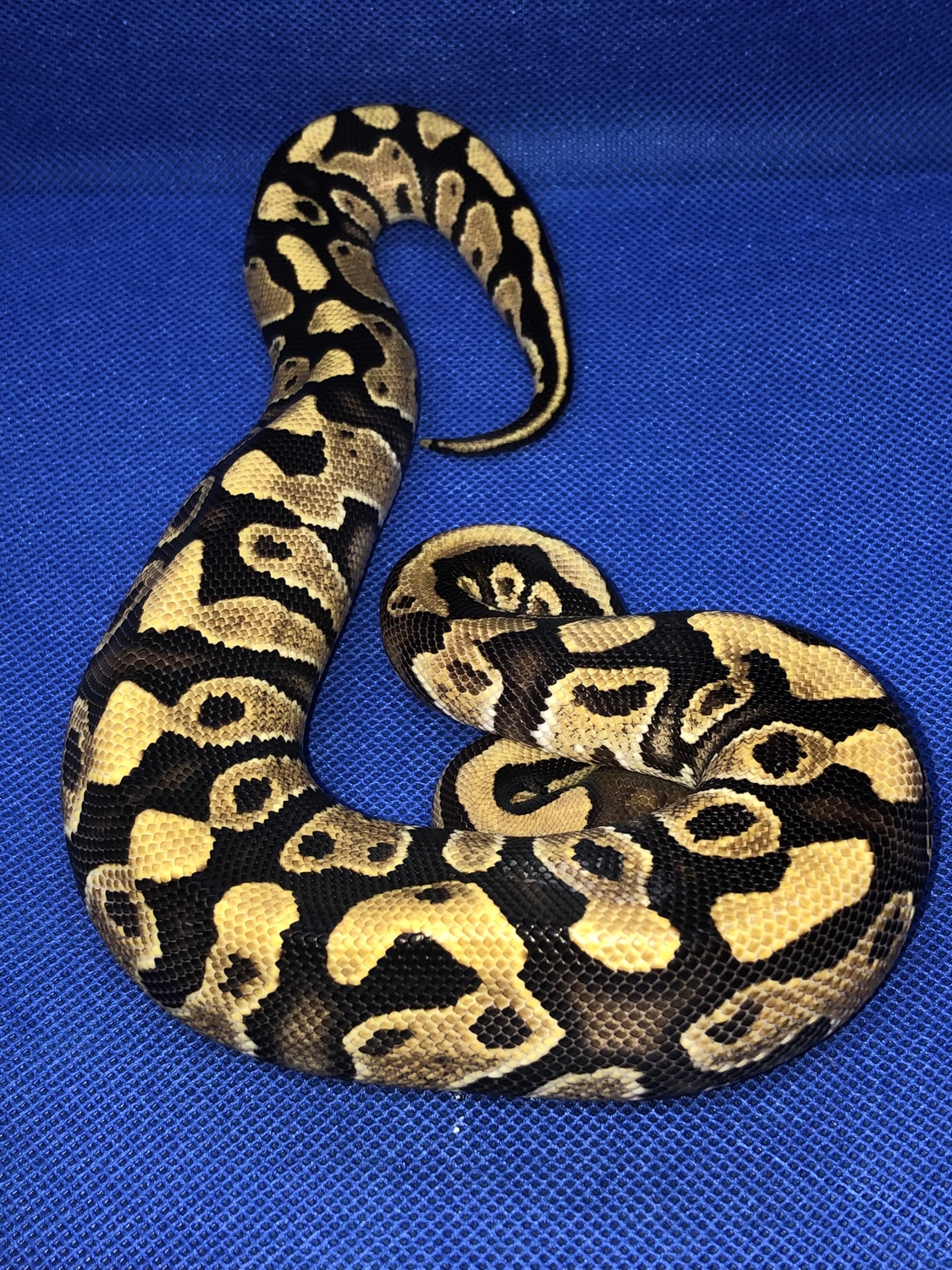 Shipped! Fire Het Clown Poss Pied! Ball Python by Performance Pythons ...