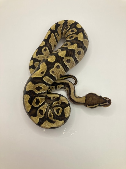 Fire Het Clown Pos Het Pied Ball Python by Performance Pythons