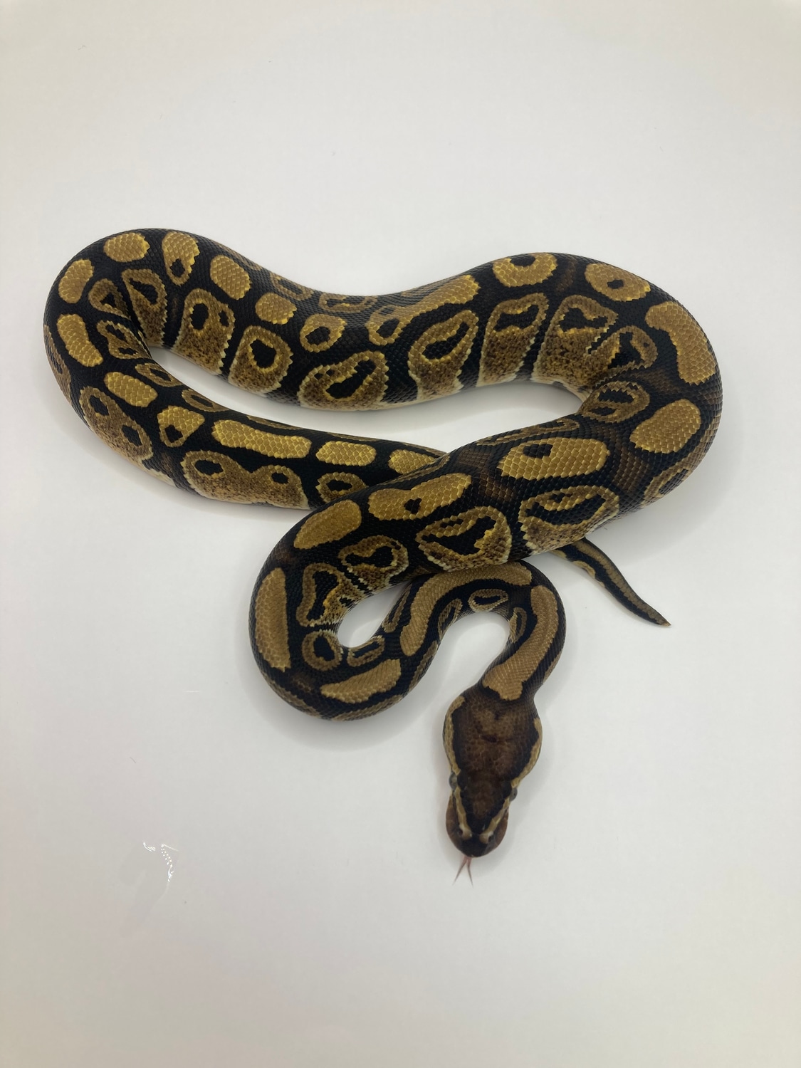 Red Stripe Het Clown Pos Het Pied Ball Python by Performance Pythons ...