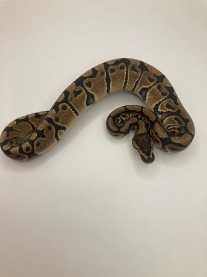 Red Stripe Het Clown Pos Het Pied Ball Python By Performance Pythons