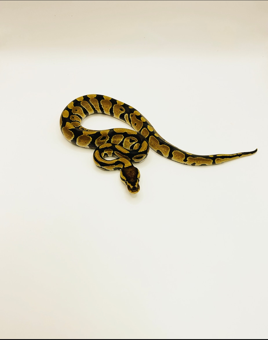 Triple Het Vpi Axanthic Desert Ghost G-Stripe Ball Python by Performance Pythons - MorphMarket