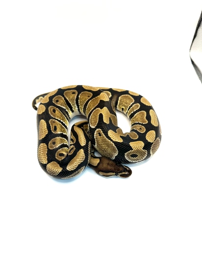 Triple Het Dg VPI Axanthic G-stripe Ball Python by Performance Pythons