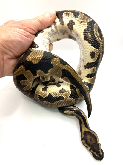 23’RTB Leopard Poss RS Het Clown Ball Python by Blindside Reptiles