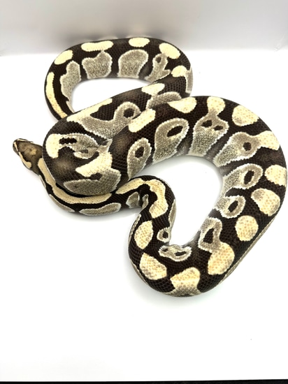 Desert Ghost (Kinova) Ball Python by Performance Pythons