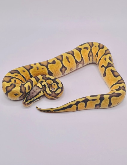 Enchi Hypo Ball Python by Permission Pythons - MorphMarket