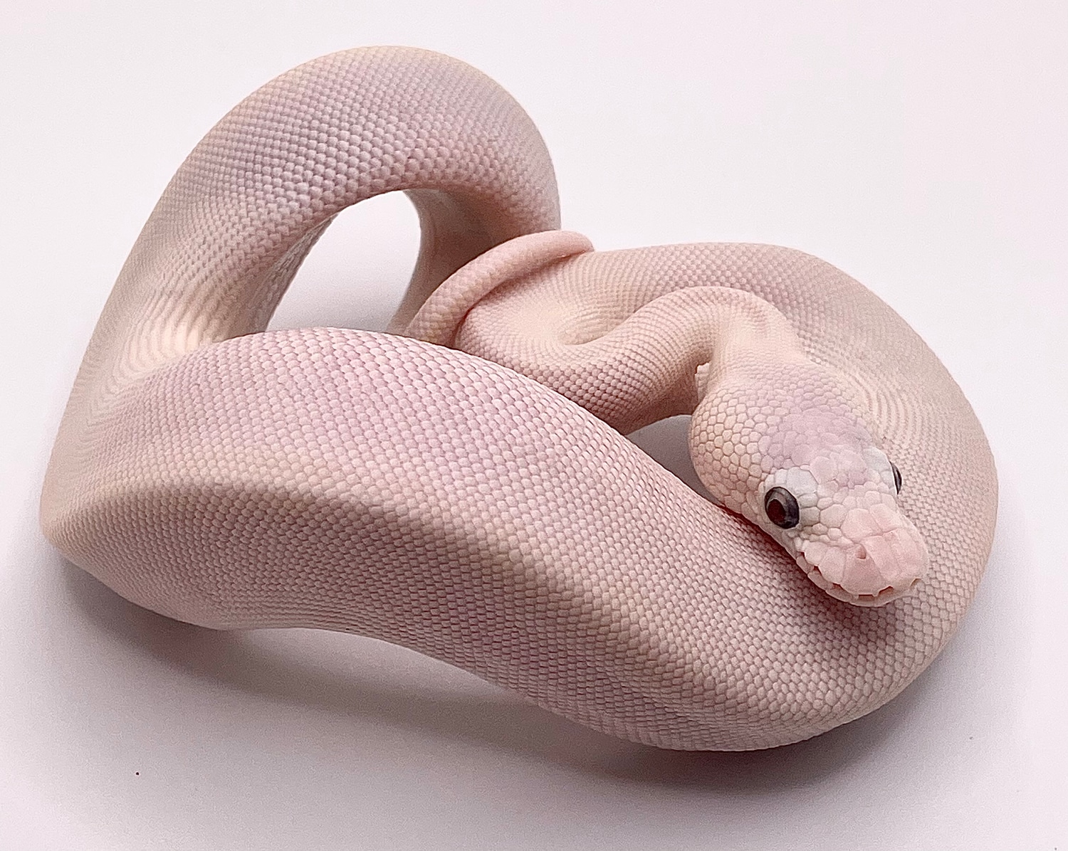 Super Lesser ( Enchi Or Cinnamon) 100% Het Hypo Ball Python by ...