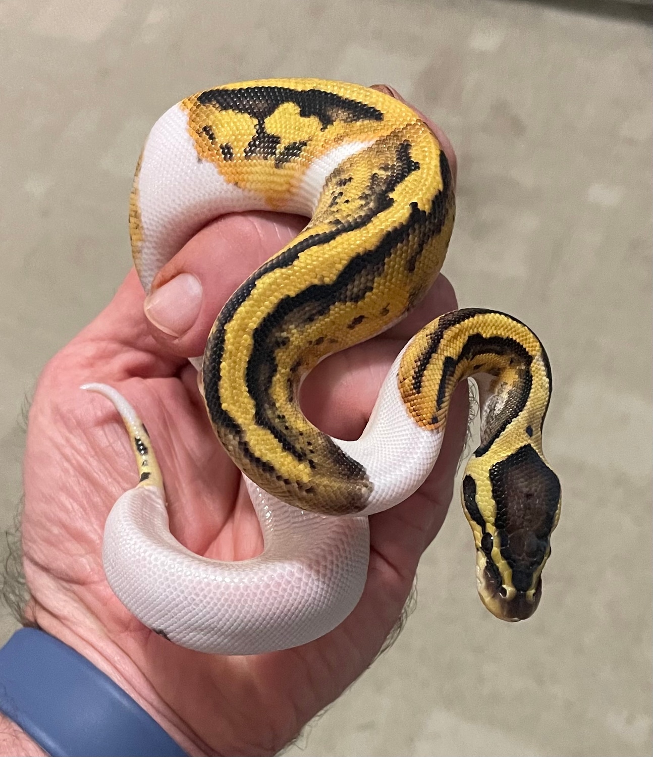 Pastel Pied Ball Python by Permission Pythons - MorphMarket
