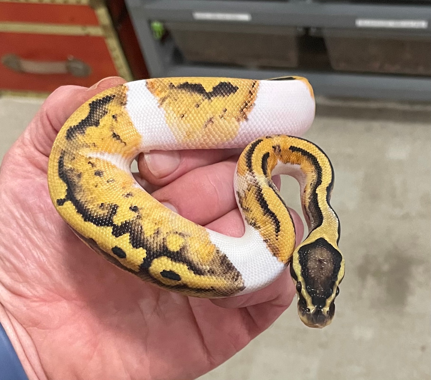 Pastel Pied Ball Python by Permission Pythons - MorphMarket