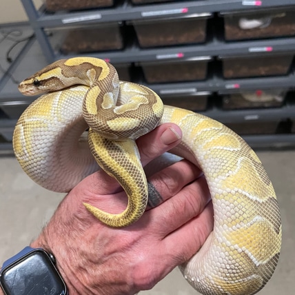 Permission Pythons - MorphMarket