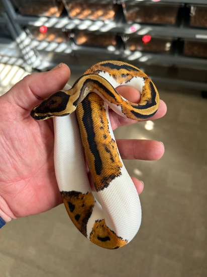 Pied Ball Python by Permission Pythons