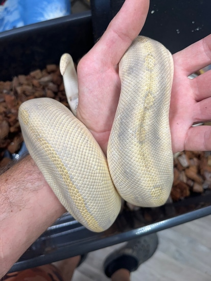 Champagne Hypo Ball Python by Panda Palace Pythons