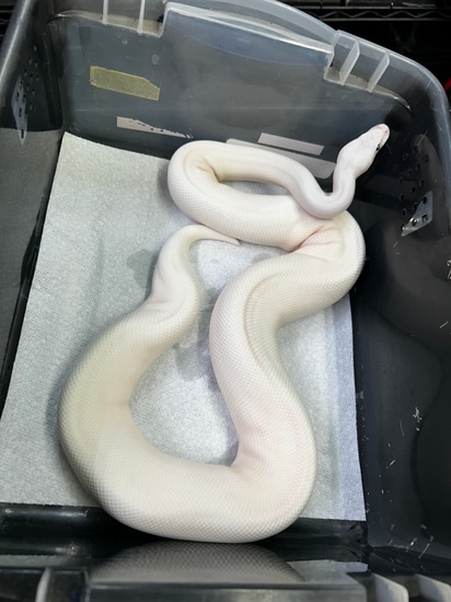 BEL Super Bamboo Ball Python by Panda Palace Pythons