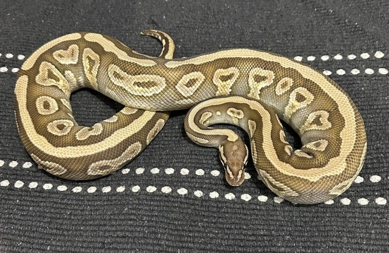 Red Stripe Mojave Spotnose Het Clown Ball Python by Genesis Mutations