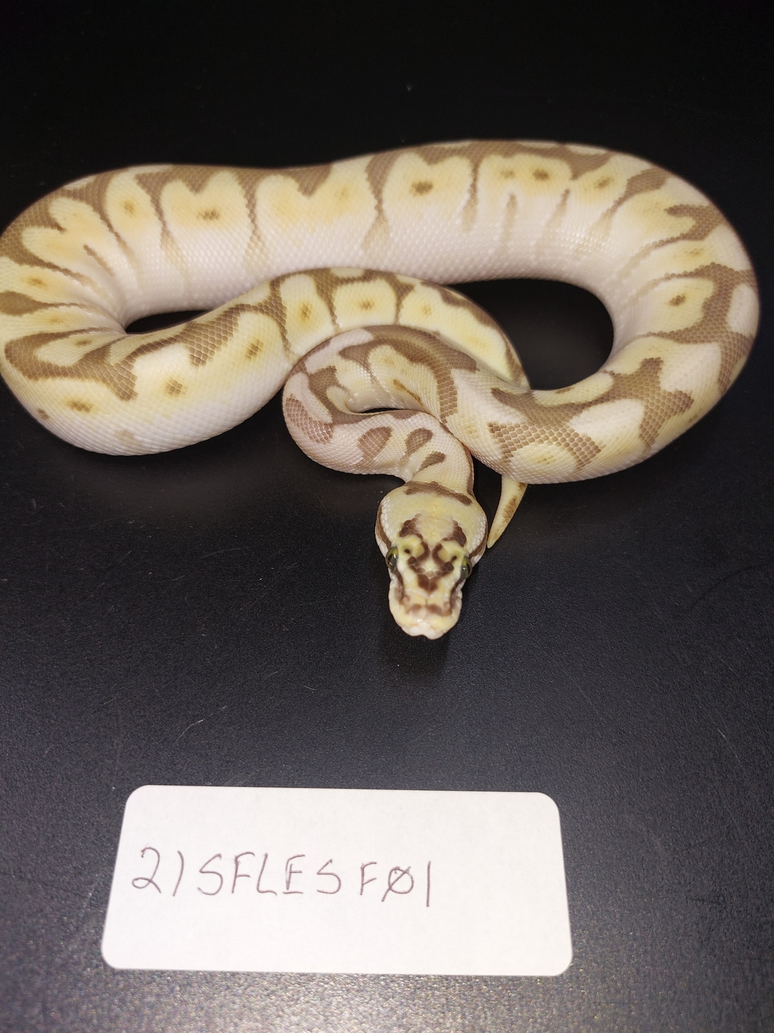 Superfly Lesser Enchi Spider Ball Python by Pet Den/Red Stripe Mafia ...