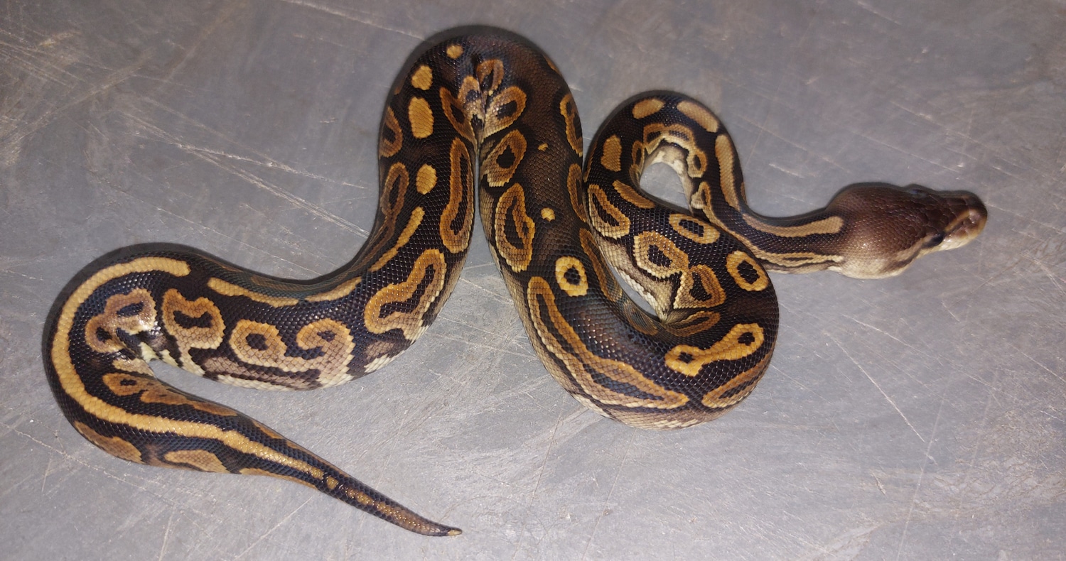 Black Pastel Leopard Het Hypo Ball Python by Pet Den/Red Stripe Mafia ...