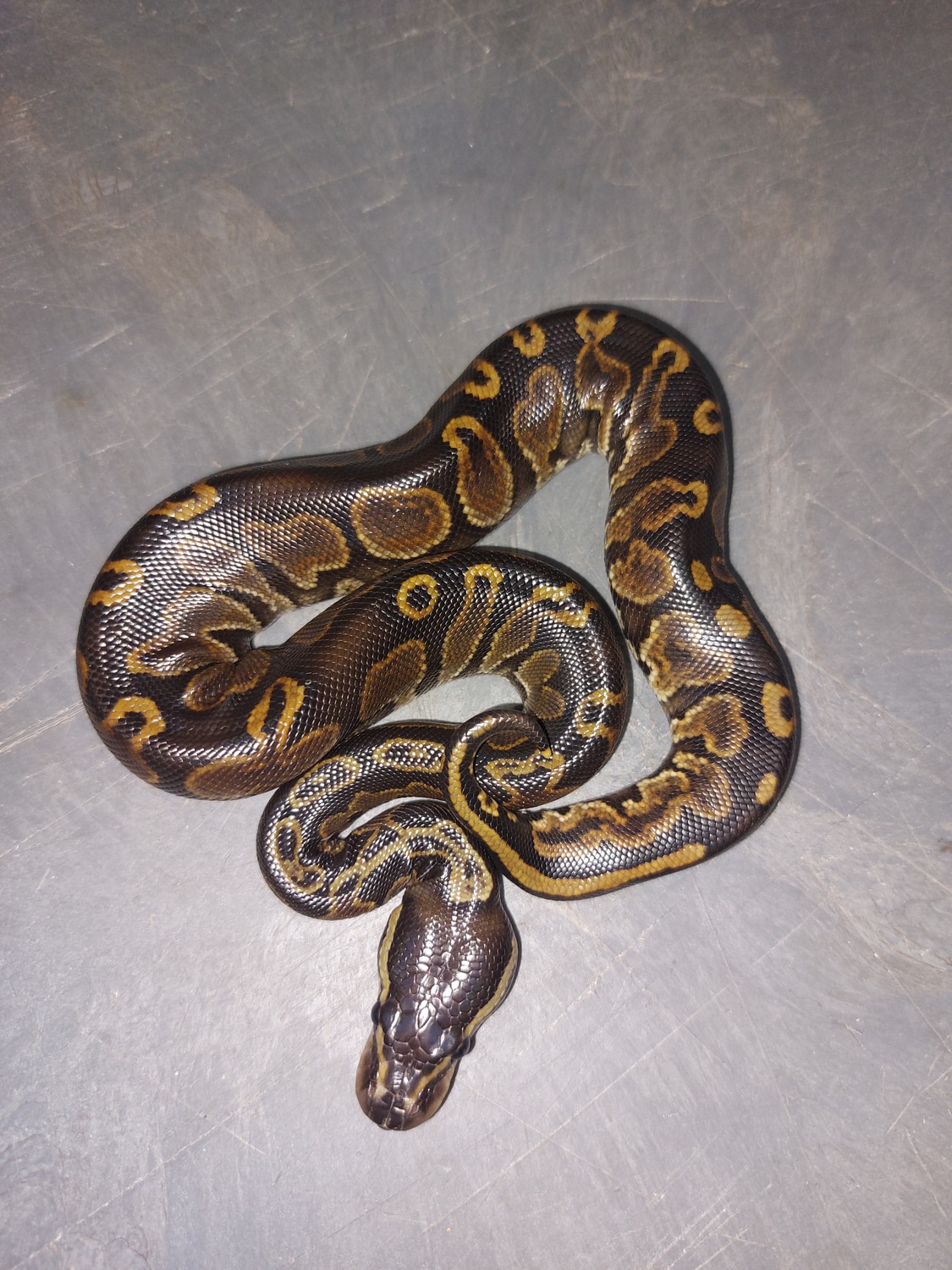 Ghi Black Pastel Leopard Het Hypo Ball Python by Pet Den/Red Stripe ...