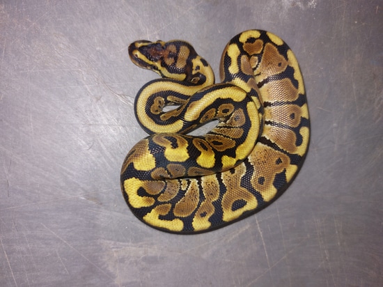 Spotnose Red Stripe Ball Python by Pet Den/Red Stripe Mafia