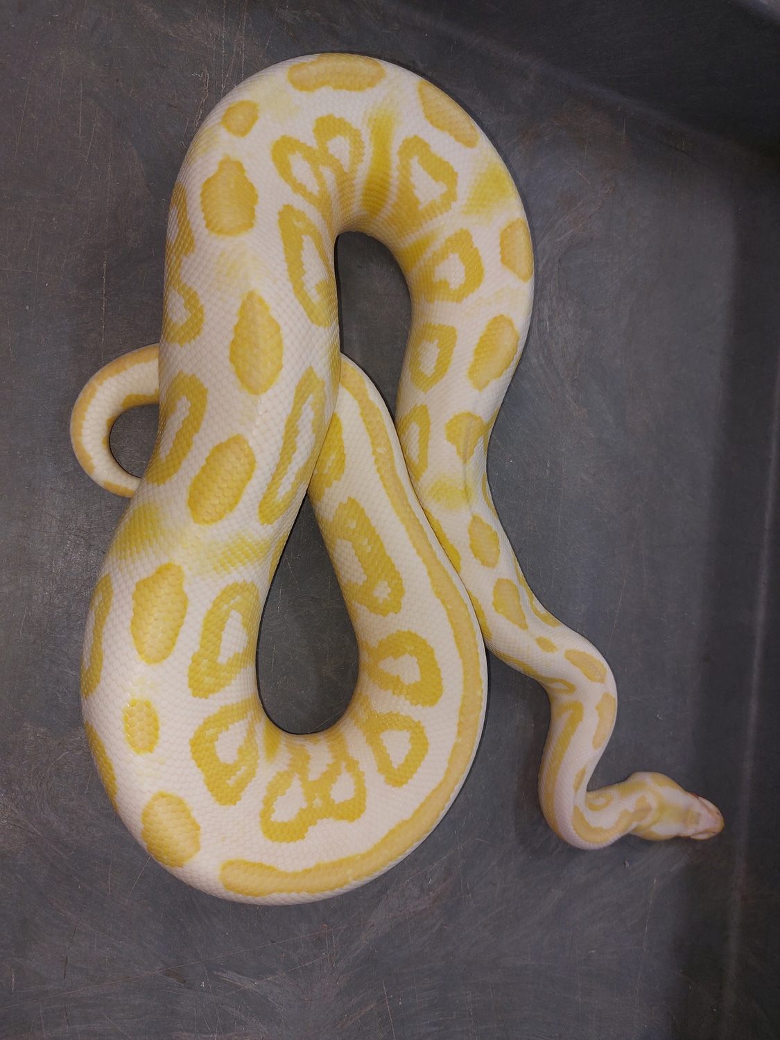 Albino Black Pastel RTB Ball Python by Pet Den/Red Stripe Mafia ...