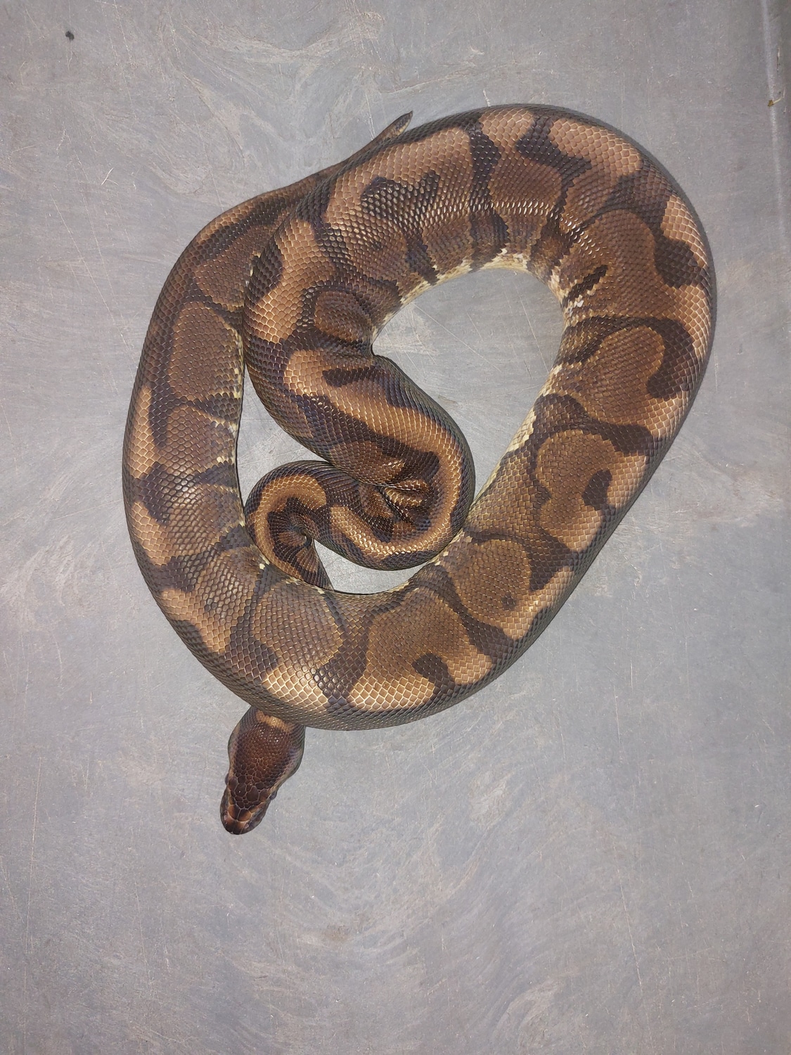 Hidden Gene Woma Orange Dream Ball Python by Pet Den/Red Stripe Mafia ...