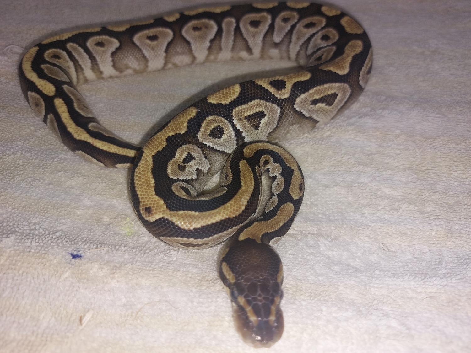 Mojave Pastel Het Red Axanthic Ball Python by Pet Den/Red Stripe Mafia ...