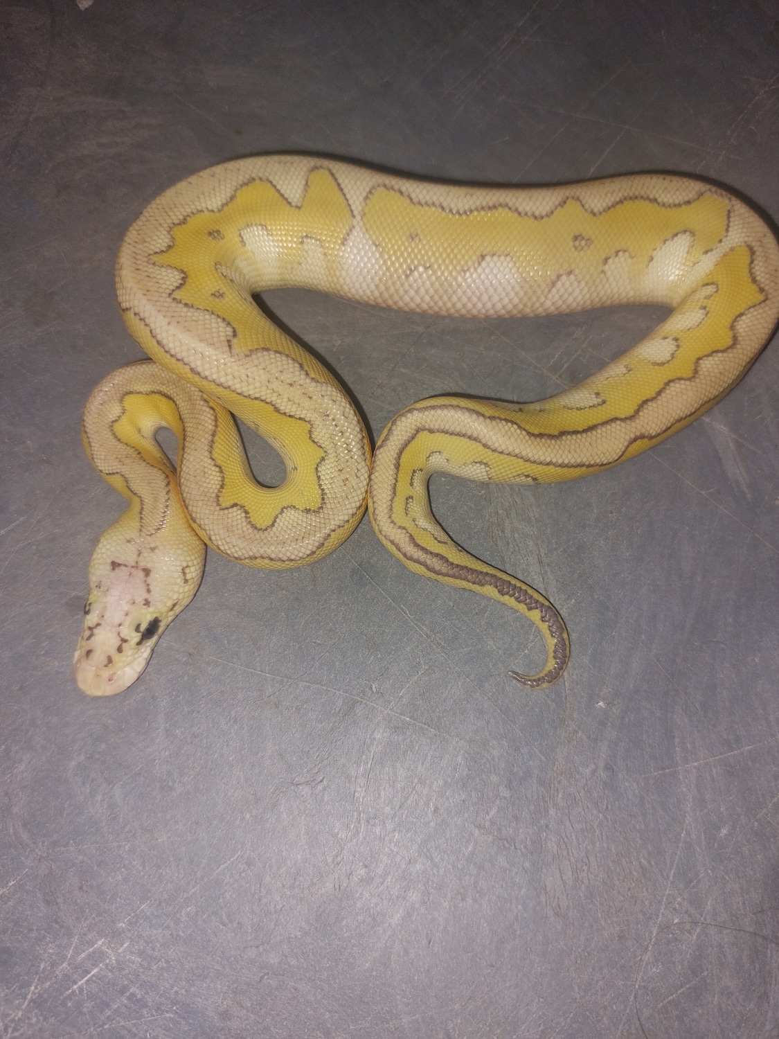 Pastel Lesser Hypo Clown Ball Python by Pet Den/Red Stripe Mafia ...