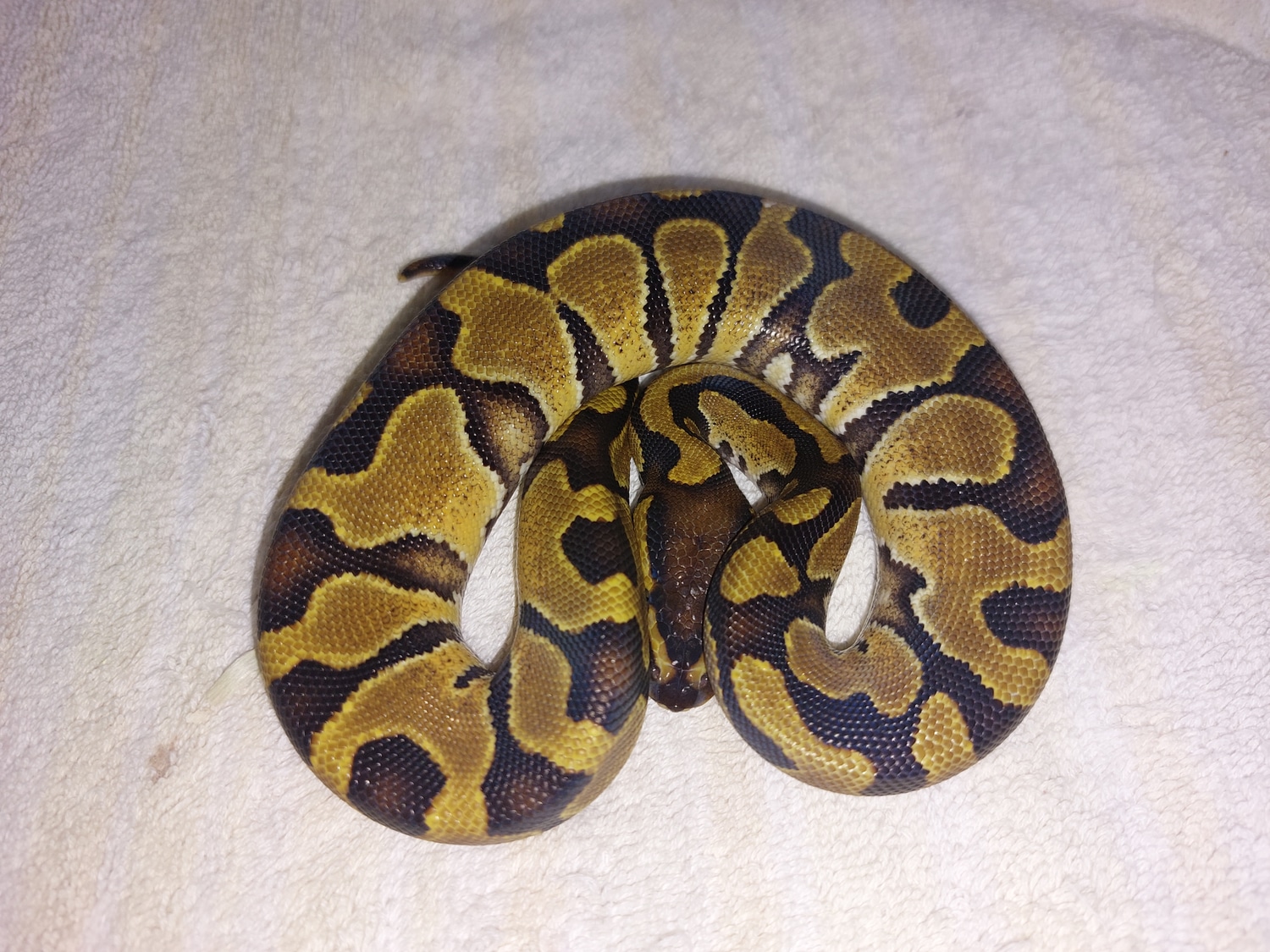 Enchi Fire DH Hypo Desert Ghost Ball Python by Pet Den/Red Stripe Mafia - MorphMarket