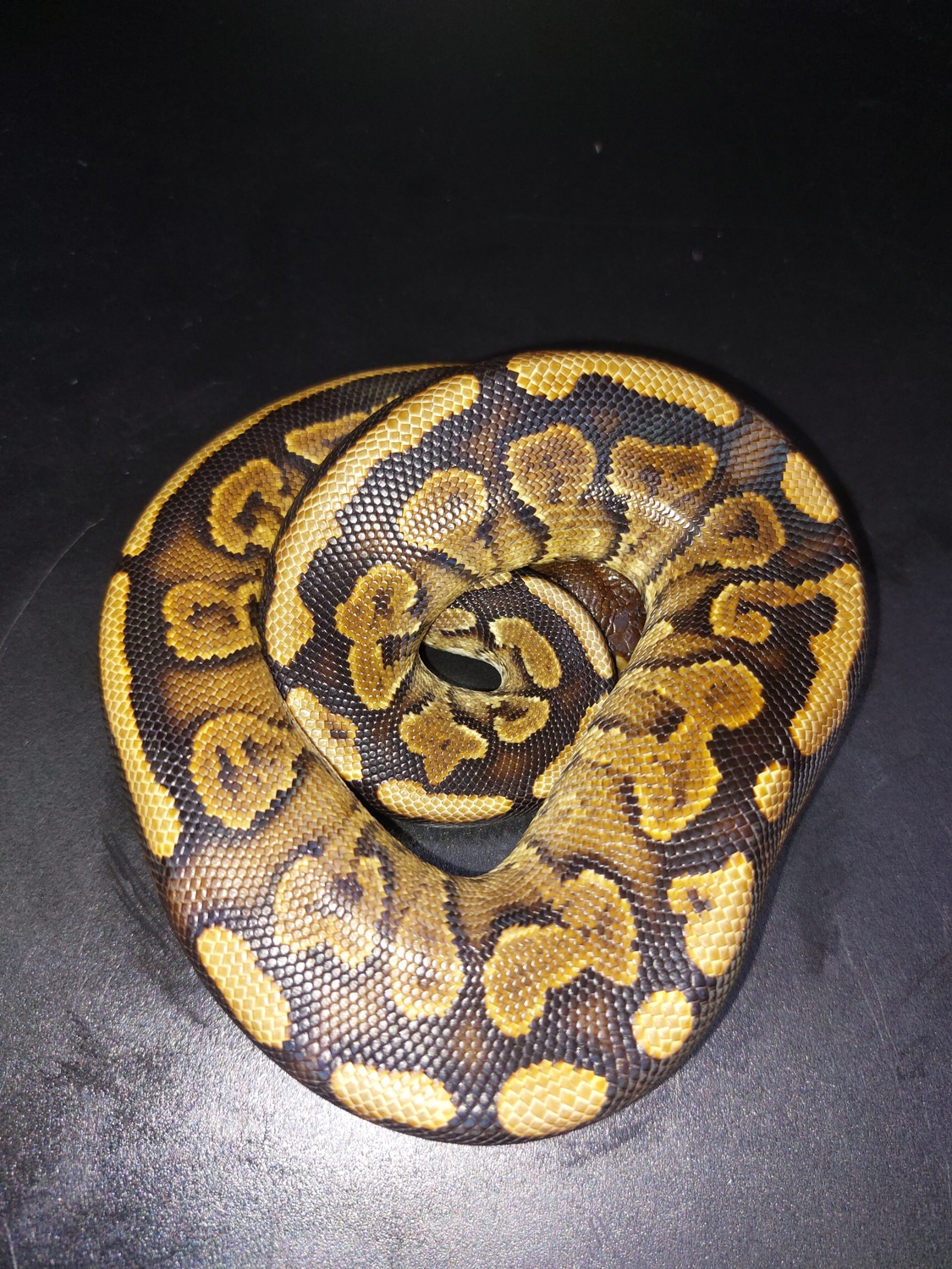 Black Pastel Gravel Or Yellow Belly Ball Python by Pet Den/Red Stripe ...