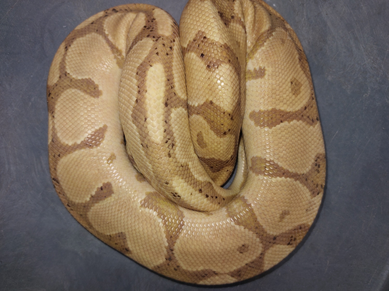 Banana Orange Dream Ball Python by Pet Den/Red Stripe Mafia - MorphMarket