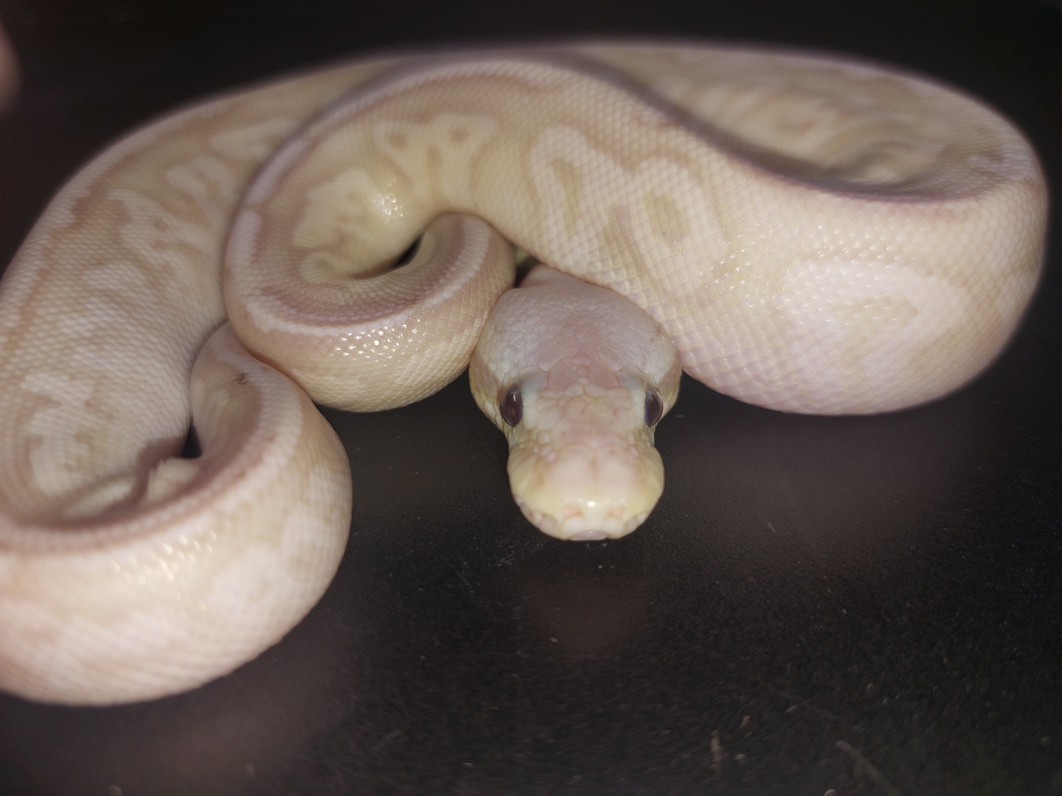Banana Yellowbelly Spotnose Cinnamon Firefly Ball Python by Pet Den/Red Stripe Mafia - MorphMarket