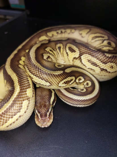 Lesser Pastel Yellow Belly Mirage Ball Python by Pet Den/Red Stripe Mafia