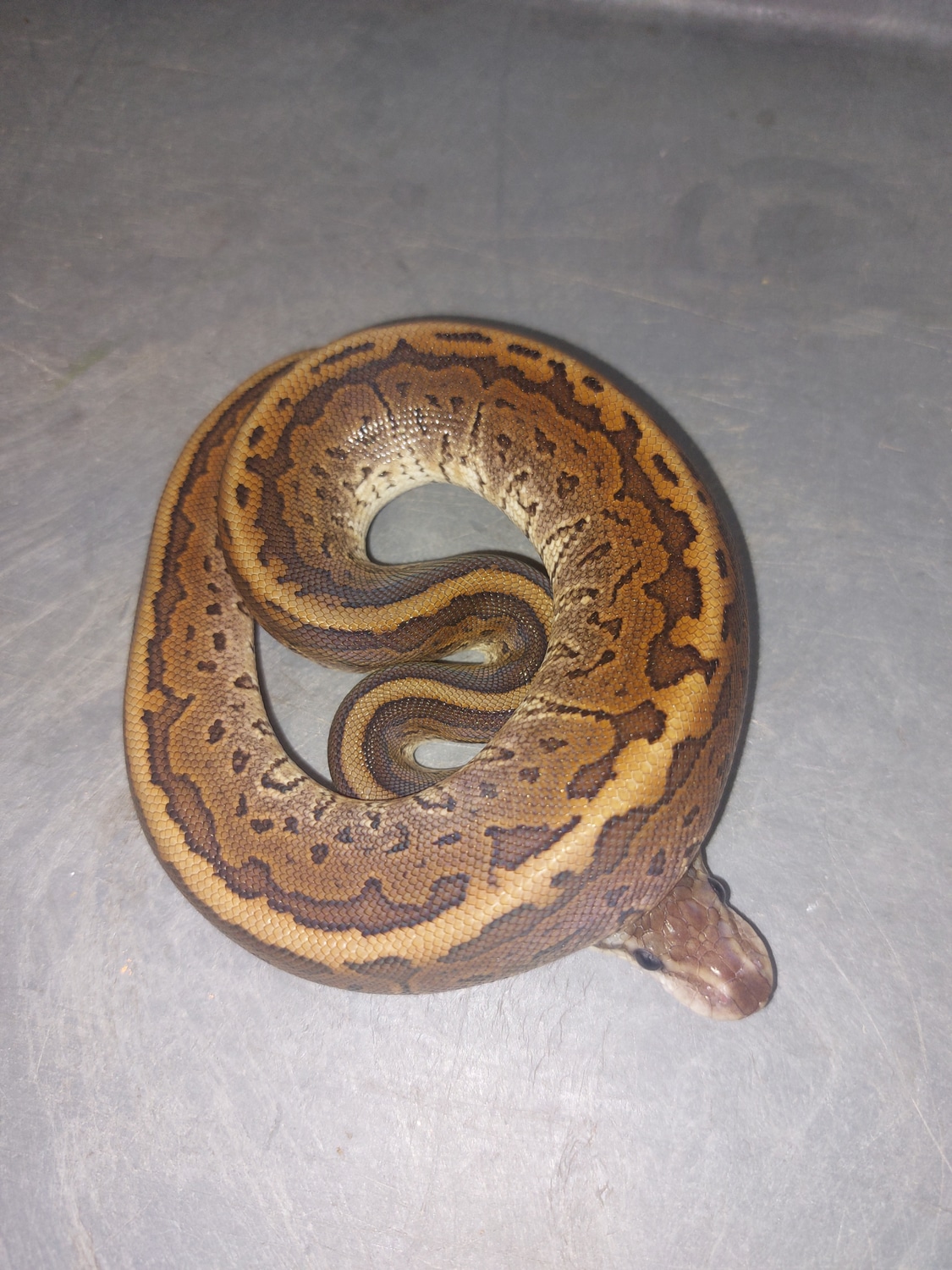 Cinnamon Pinstripe Ball Python by Pet Den/Red Stripe Mafia - MorphMarket