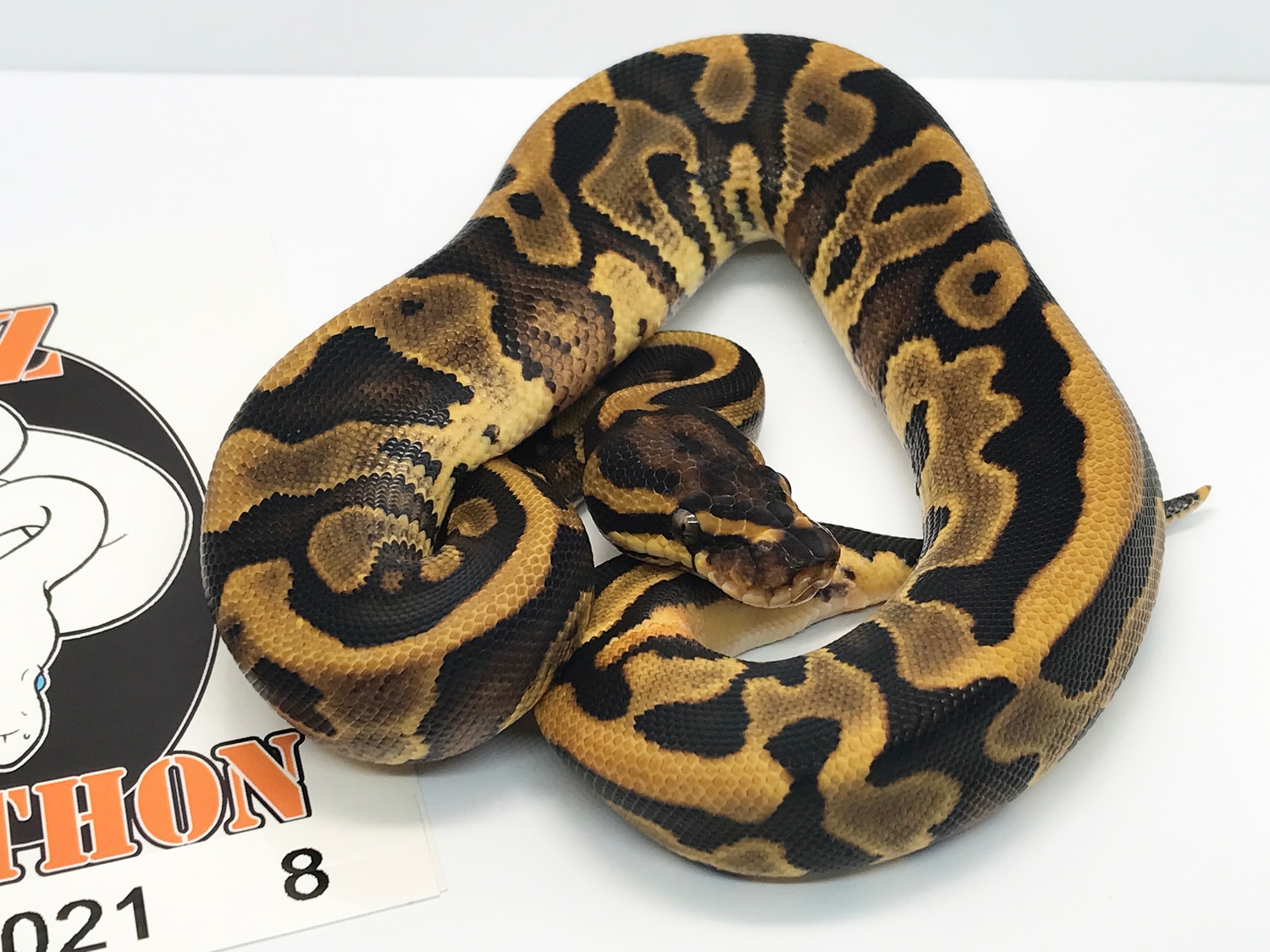 Red Stripe Leopard Yellow Belly Ball Python by PZ Python - MorphMarket