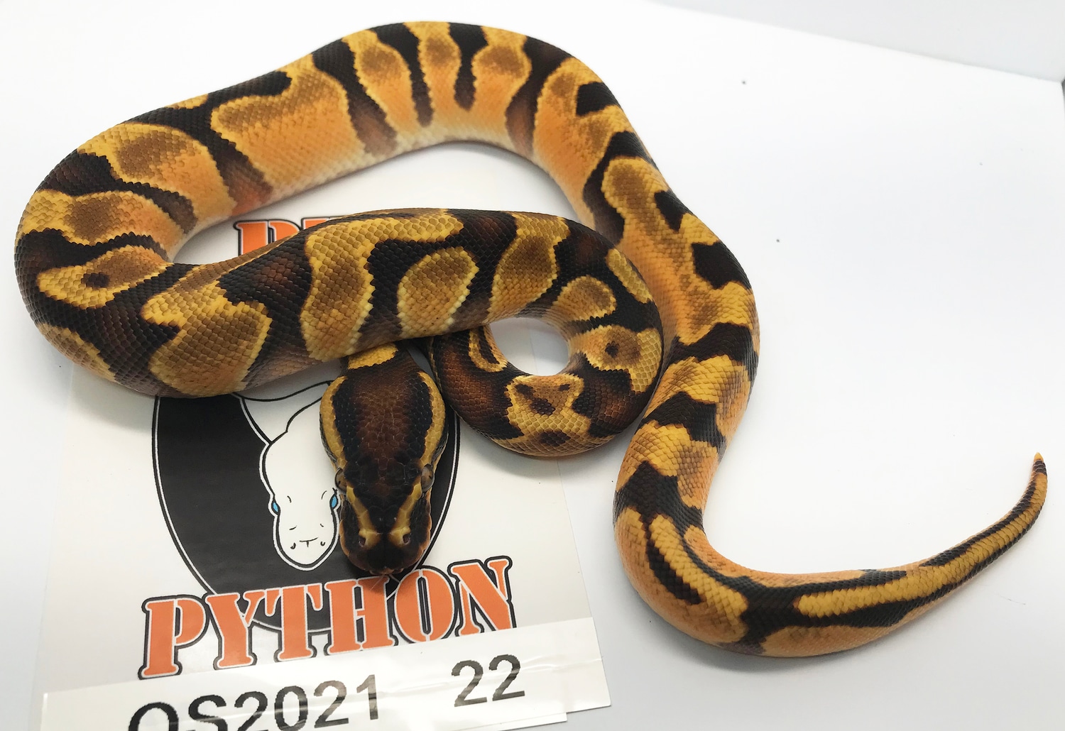 Orange Dream Enchi Yellow Belly Ball Python by PZ Python - MorphMarket