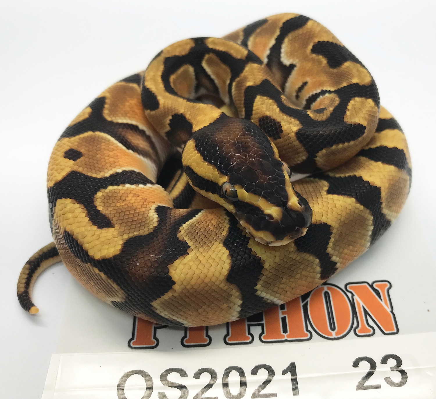 Orange Dream Enchi Ball Python by PZ Python - MorphMarket