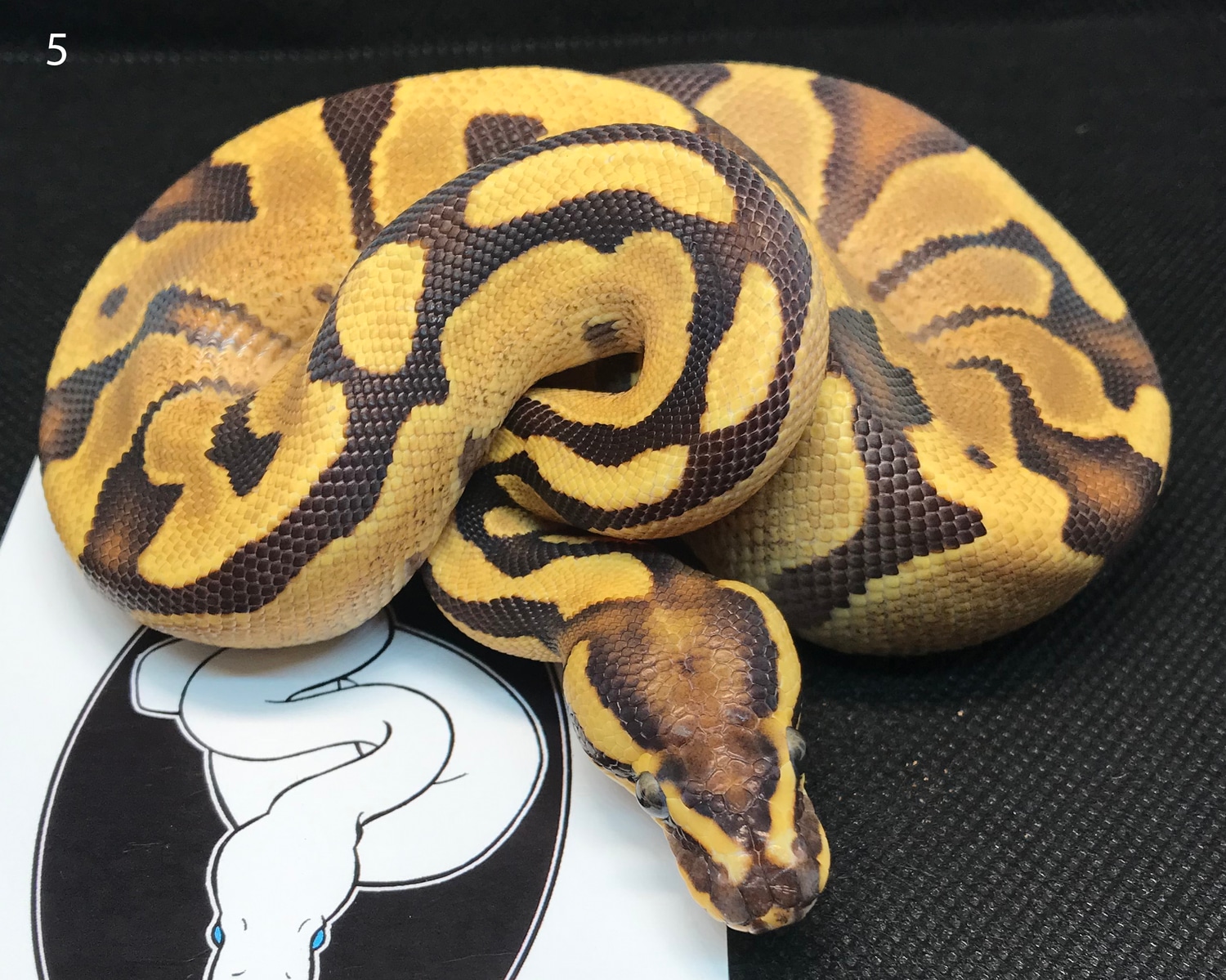 Enchi Fire Ball Python by PZ Python - MorphMarket
