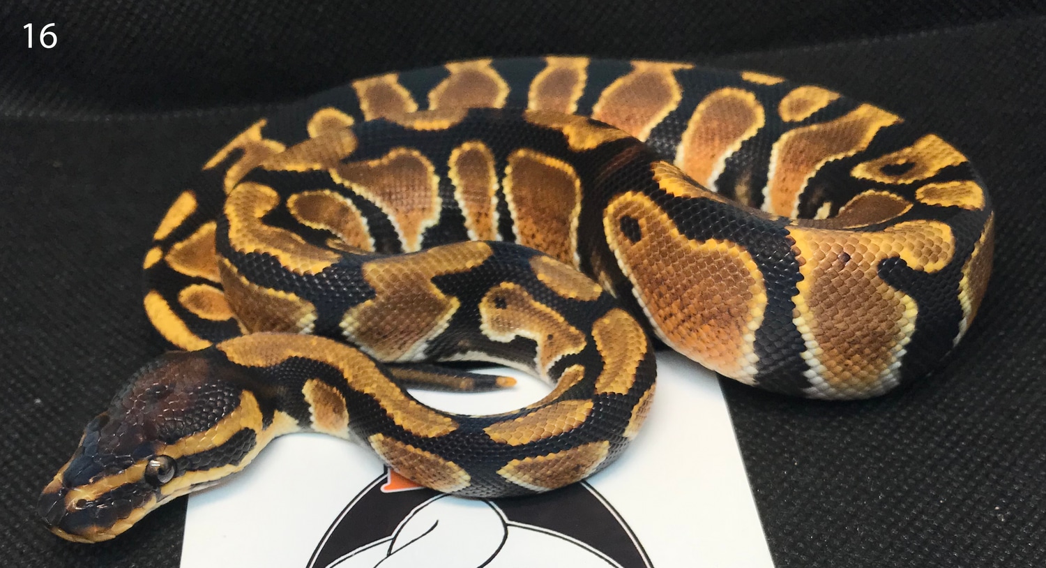 Orange Dream Male Ball Python by PZ Python - MorphMarket