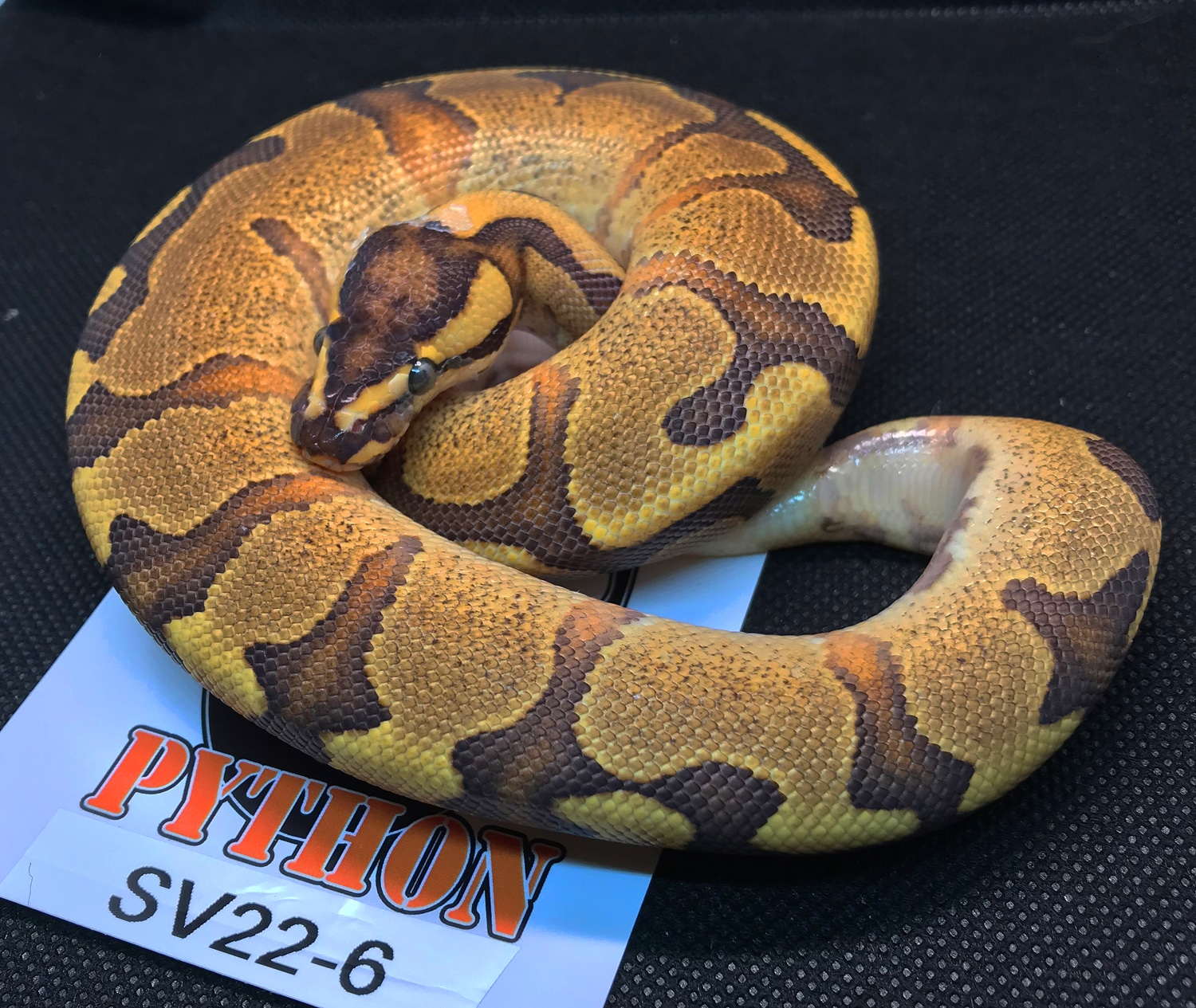 Red Stripe Enchi Fire Male Free Shipping Ball Python by PZ Python ...