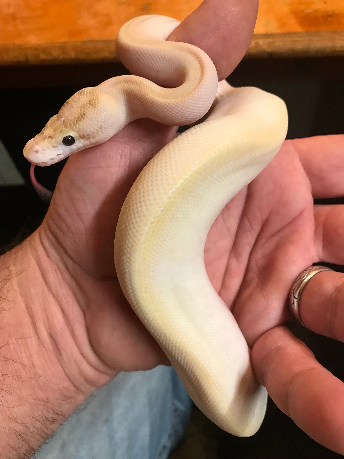 Orange Dream Ivory Female Possible Vanilla Free Shipping Ball Python by ...