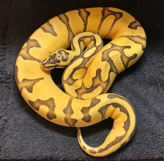Red Stripe Enchi Fire Super Pastel Ball Python by PZ Python
