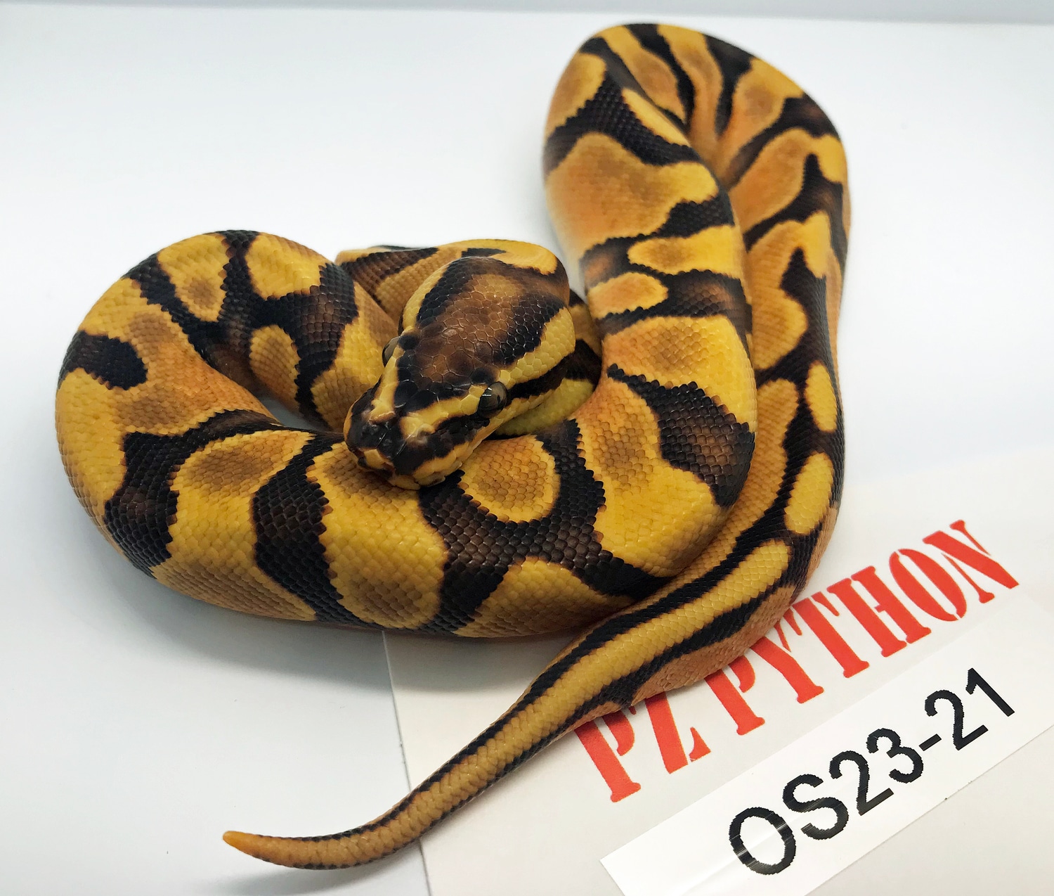 Orange Dream Enchi Vanilla Yellow Belly Ball Python by PZ Python ...