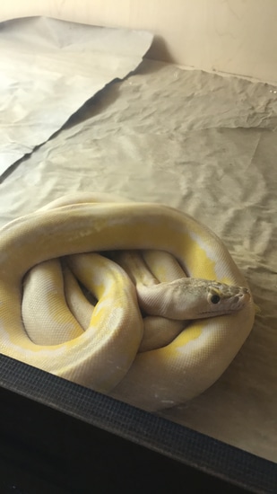 Ultra Ivory Female Reticulated Python by Pete Roberts