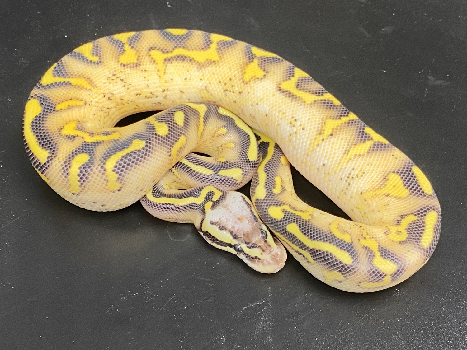 Pastel Super Gravel Ball Python by Puddy Lane Pythons - MorphMarket