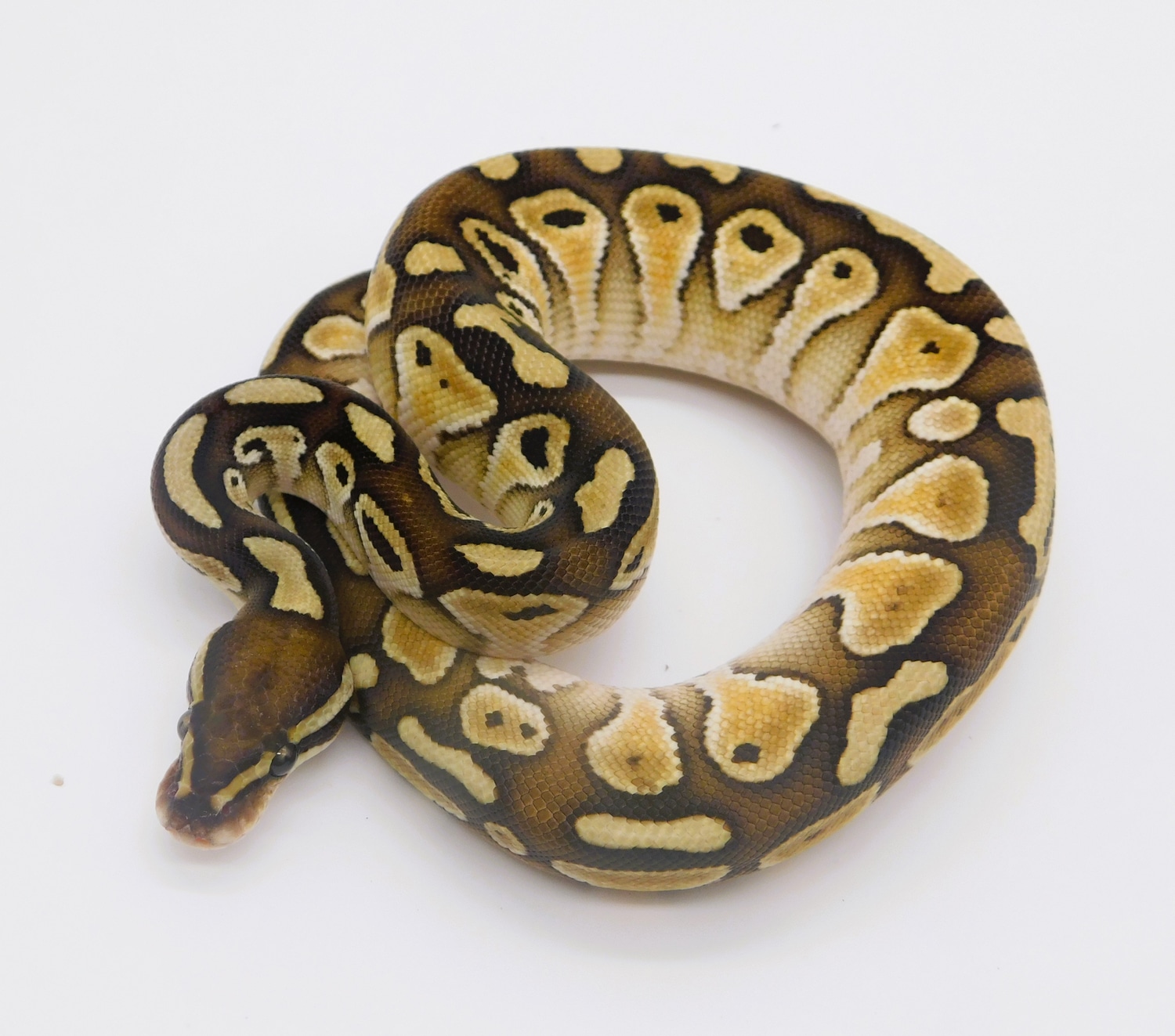 Butter 66% Double Het Desert Ghost G-Stripe Ball Python by Puddy Lane ...