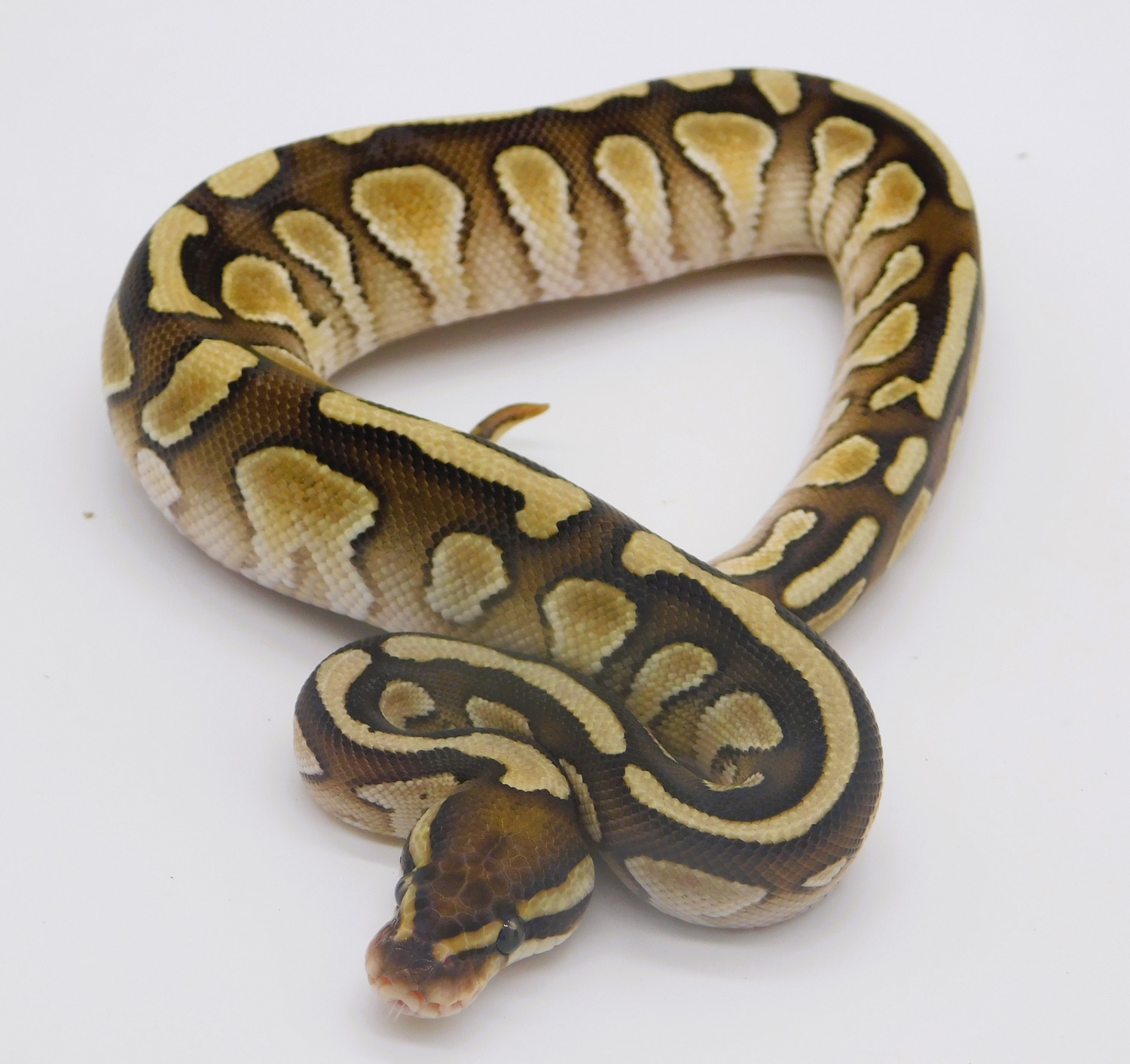 Butter 66% Double Het Desert Ghost G-Stripe Ball Python by Puddy Lane ...