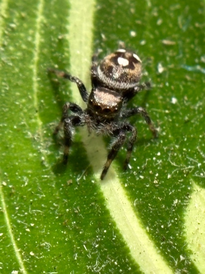 I6 Regal Jumping Spider by Pet Emporium